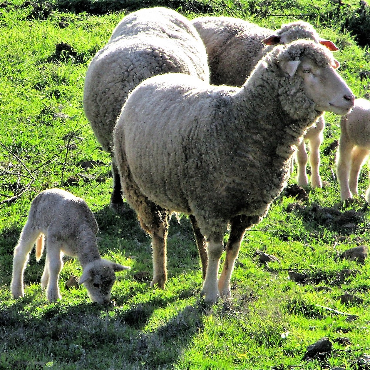 Looking kindly | restlessjo